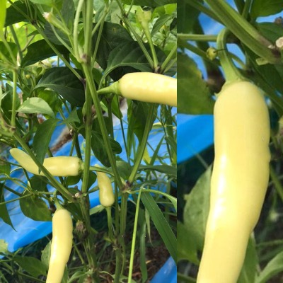 Acı Sarı Biber Tohumu - Designer Yasemin Karaduman