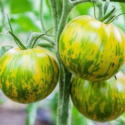 Green Zebra Çeri Domates Tohumu - Designer Yasemin Karaduman