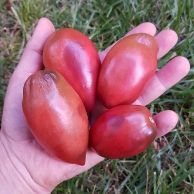 Hurma Domates Tohumu - Designer Yasemin Karaduman