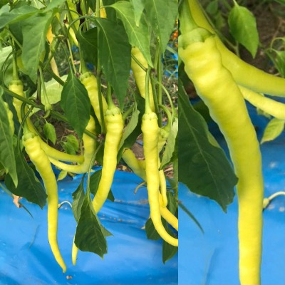 Sarı Çorbacı Biber Tohumu - Designer Yasemin Karaduman