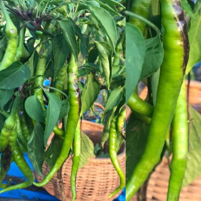 Tatlı Kıl Biber Tohumu - Designer Yasemin Karaduman